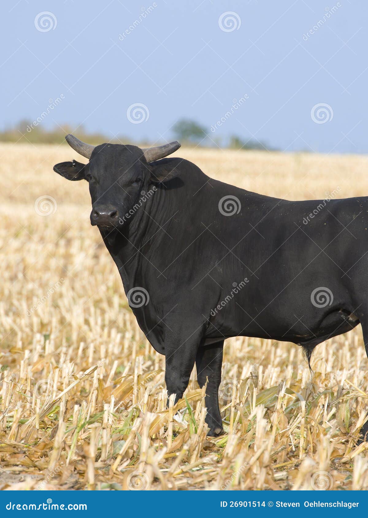 Angry Bull stock photo. Image of cattle, steer, bovine - 26901514