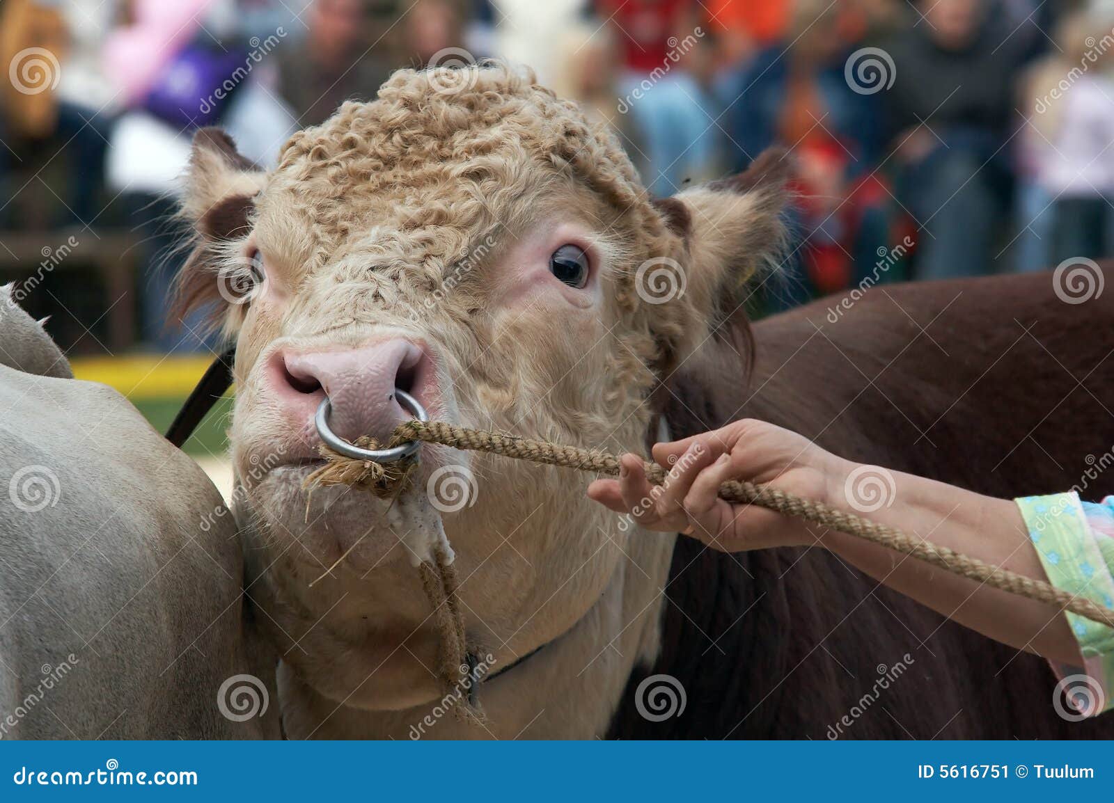 Angry Bull Stock Image | CartoonDealer.com #95379757