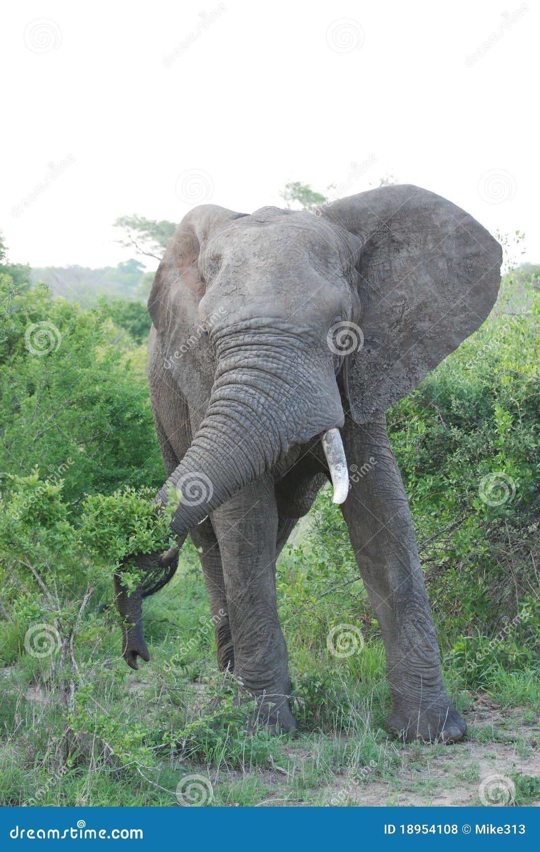 Angry Bull Elephant stock photo. Image of copyright, grey - 18954108