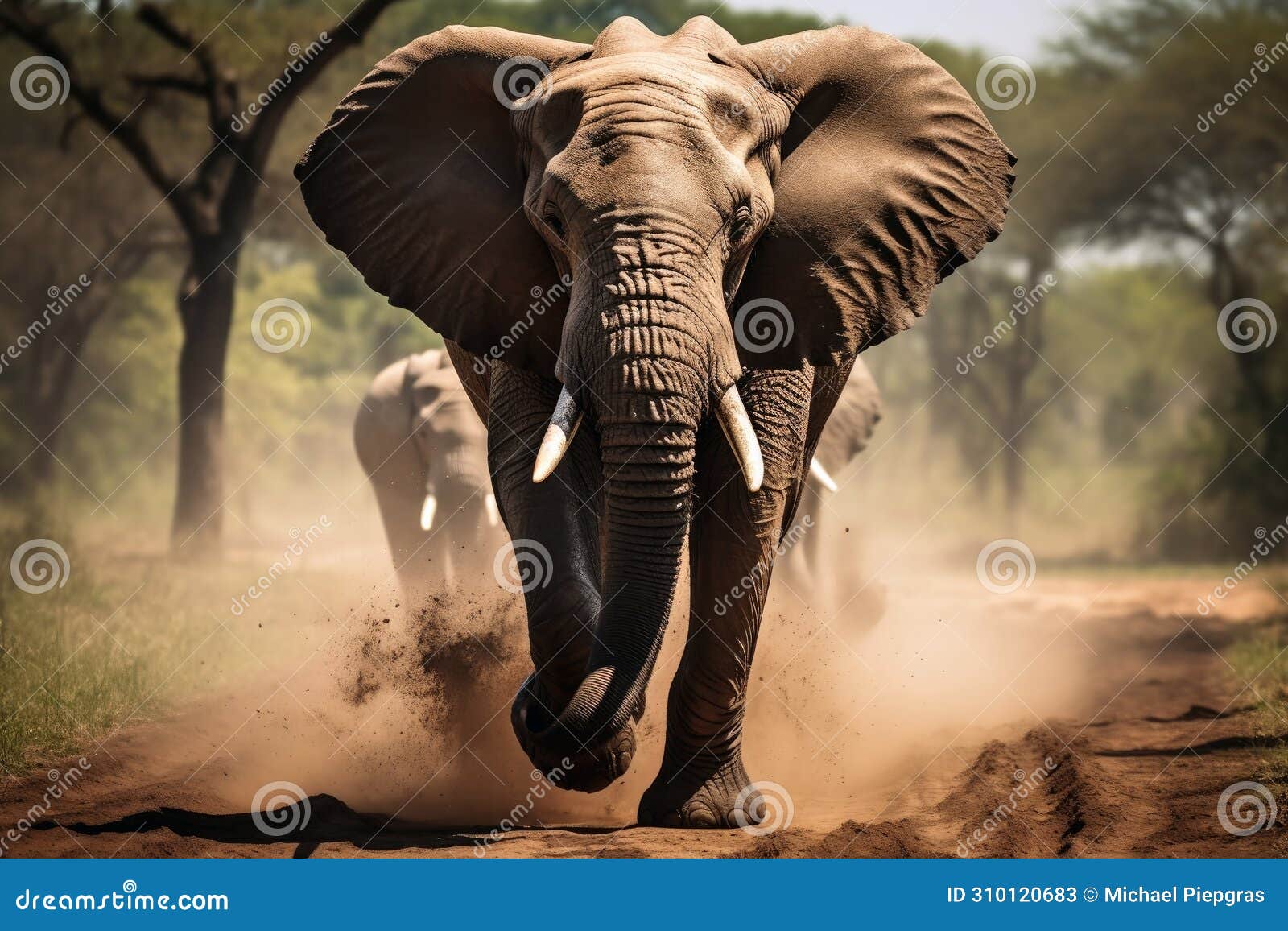 An Angry Bull Elephant Runs Towards You Stock Illustration ...