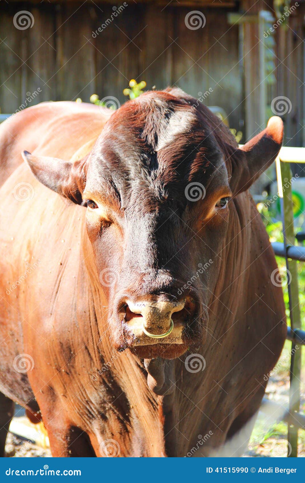 Angry bull stock photo. Image of drones, funny, bull - 41515990