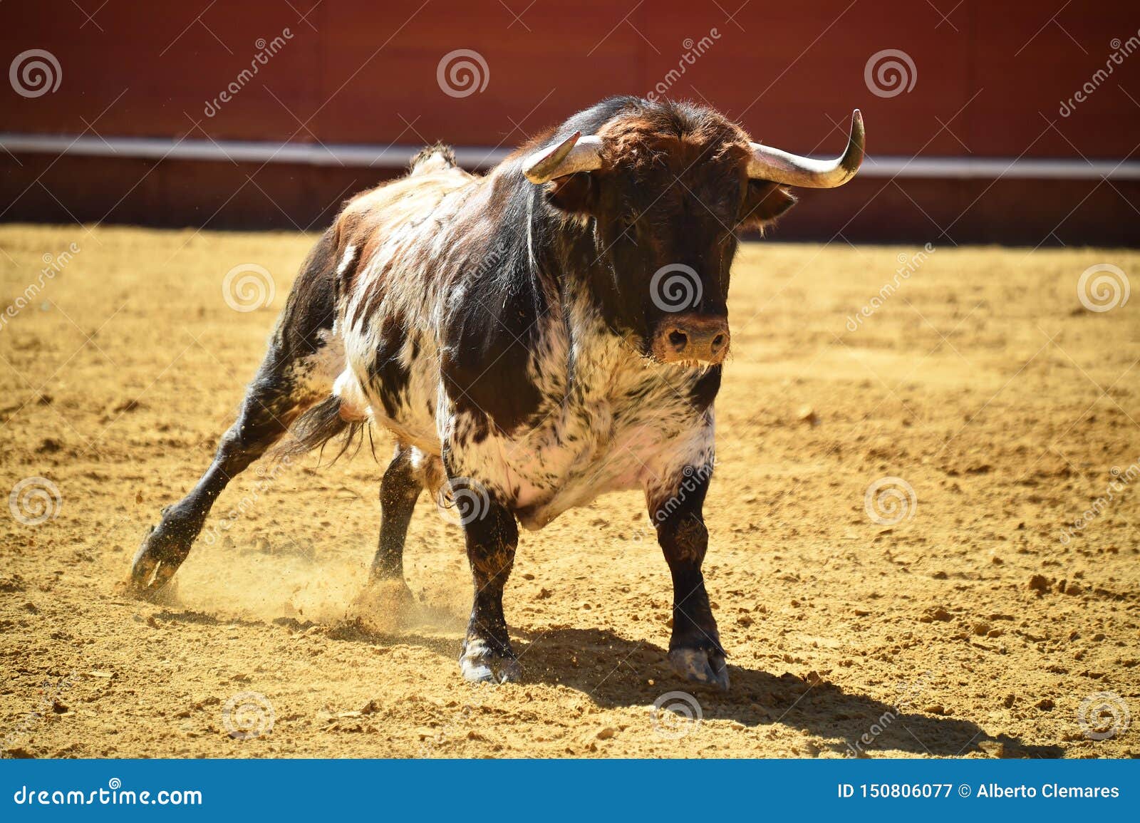 Angry Bull in Spain with Big Horns Stock Image - Image of wild, brave ...