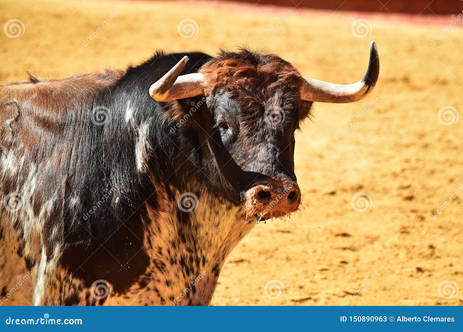 Angry Bull in Spain with Big Horns Stock Image - Image of antlers, bull ...