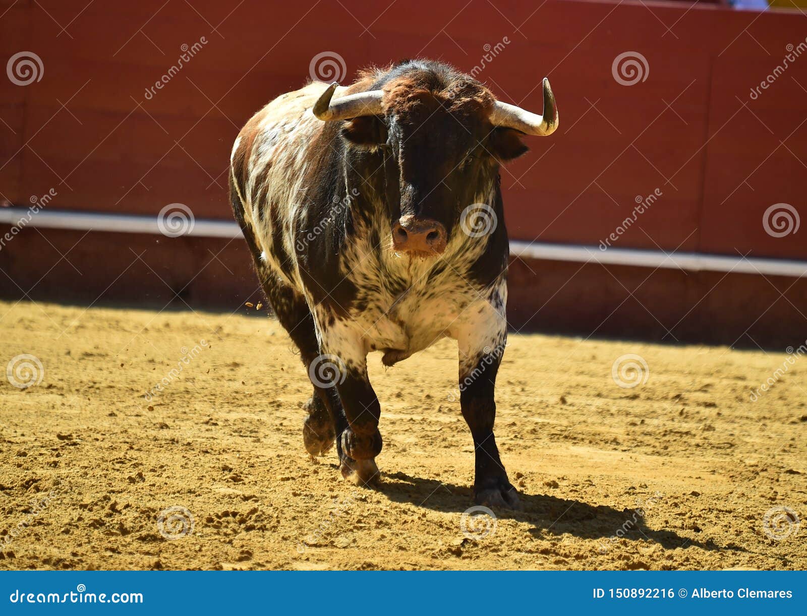 Angry Bull in Spain with Big Horns Stock Photo - Image of antlers ...