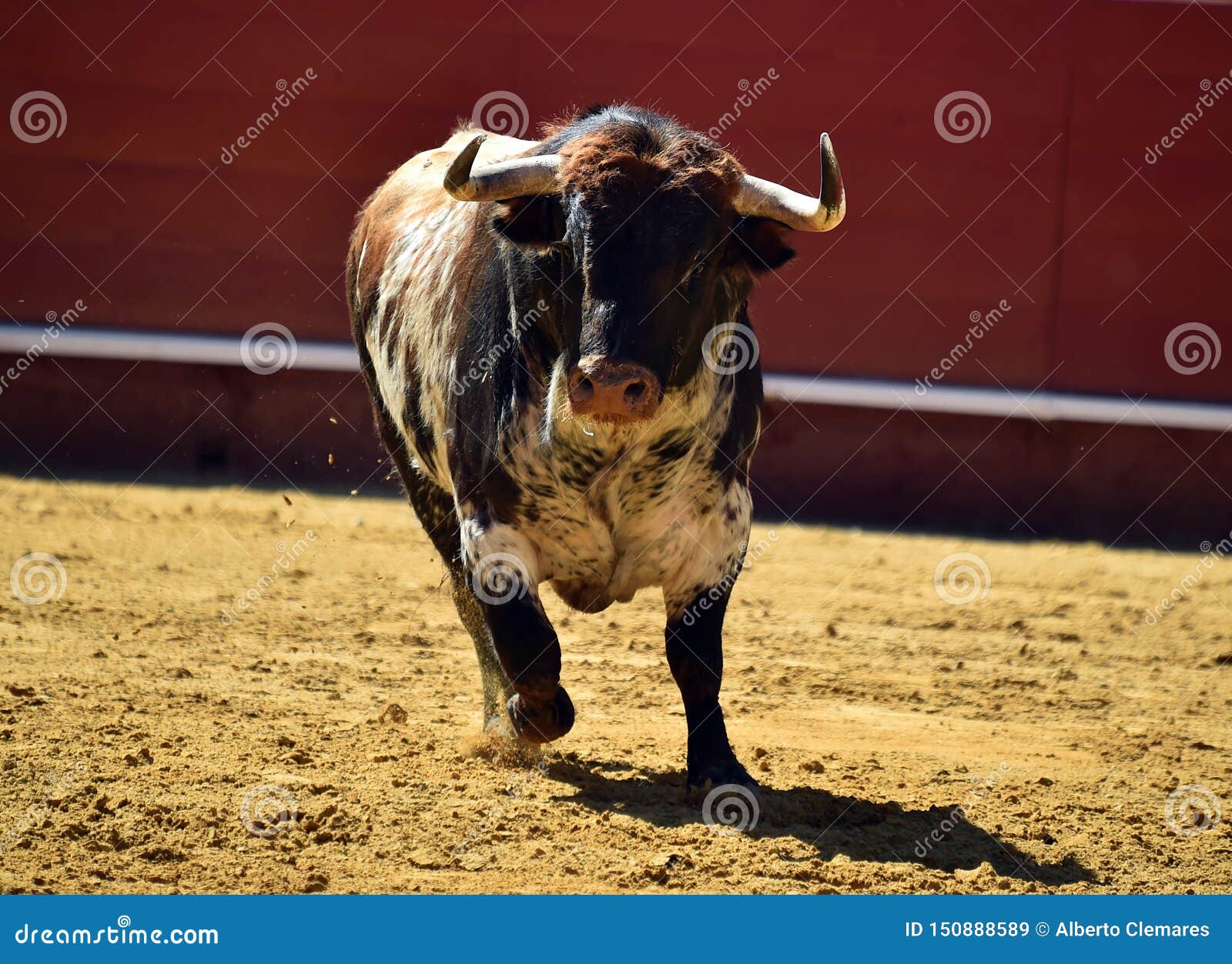 Angry Bull in Spain with Big Horns Stock Image - Image of bullfighting ...