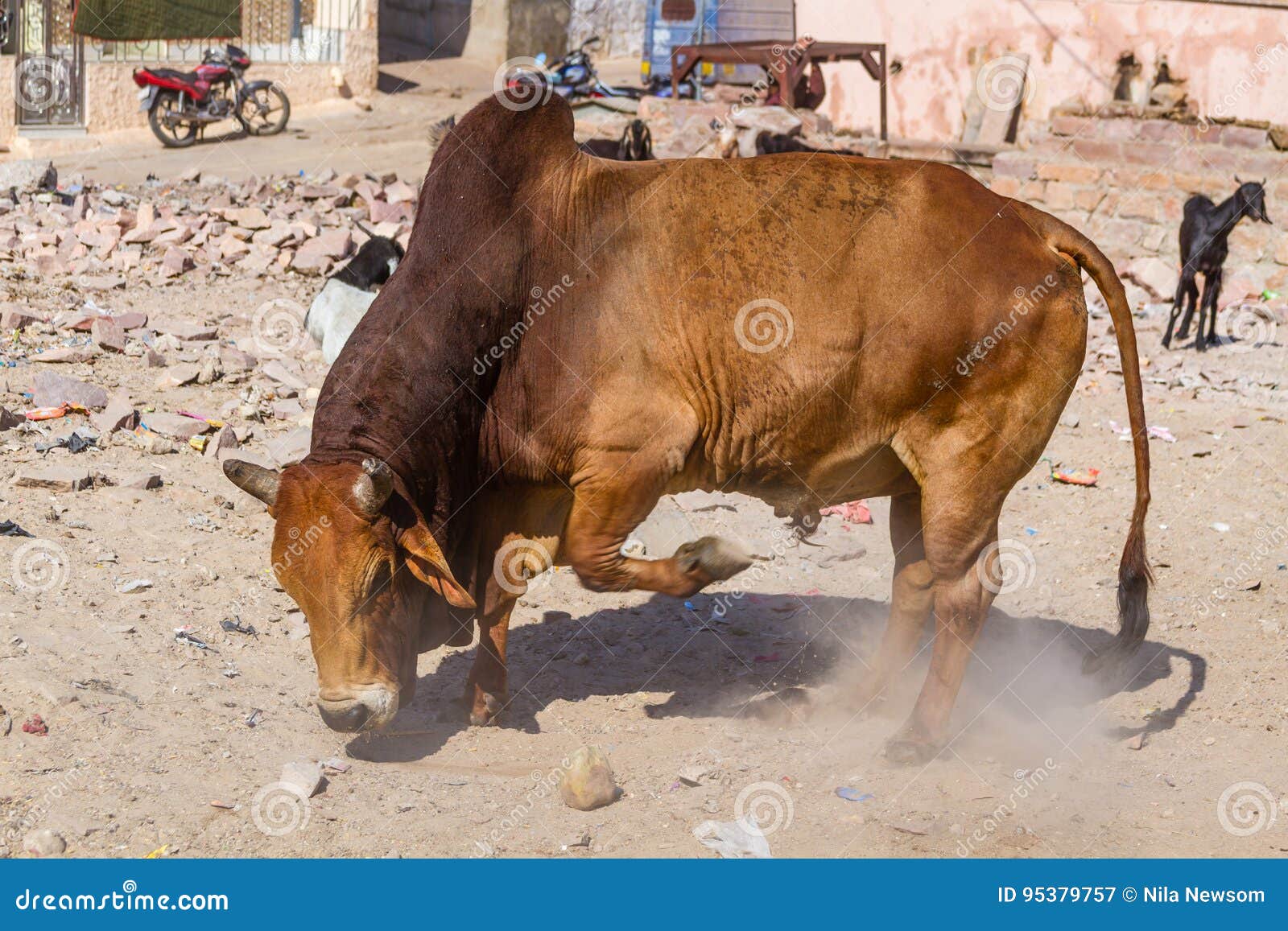 Angry bull stock image. Image of road, snort, bovine - 95379757