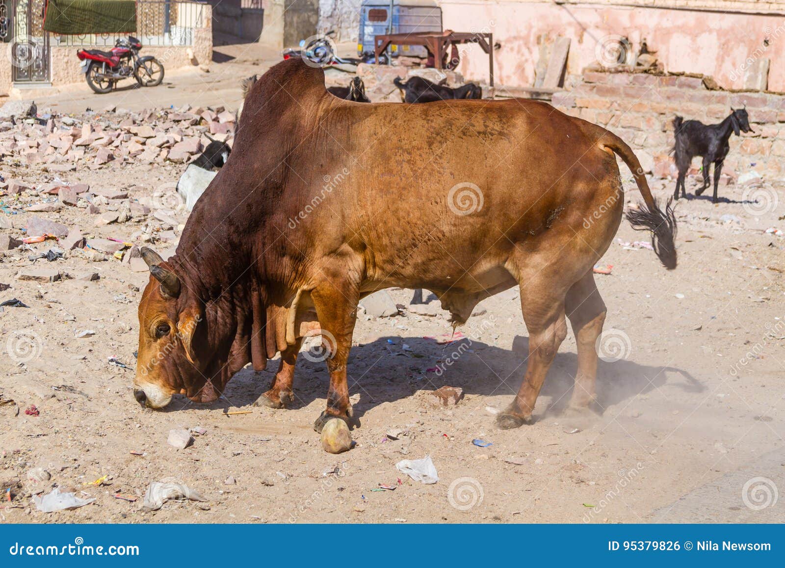 Angry bull stock photo. Image of cattle, dusty, asia - 95379826