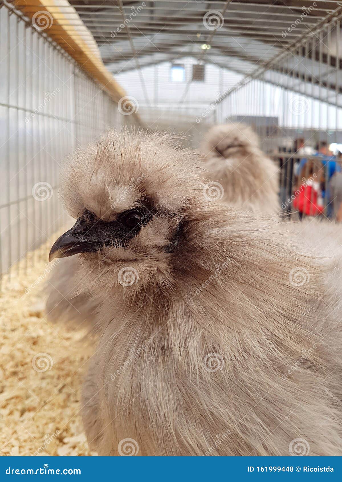 An Angry Caged Rooster Chicken Behind Fence Royalty-Free Stock Photo ...