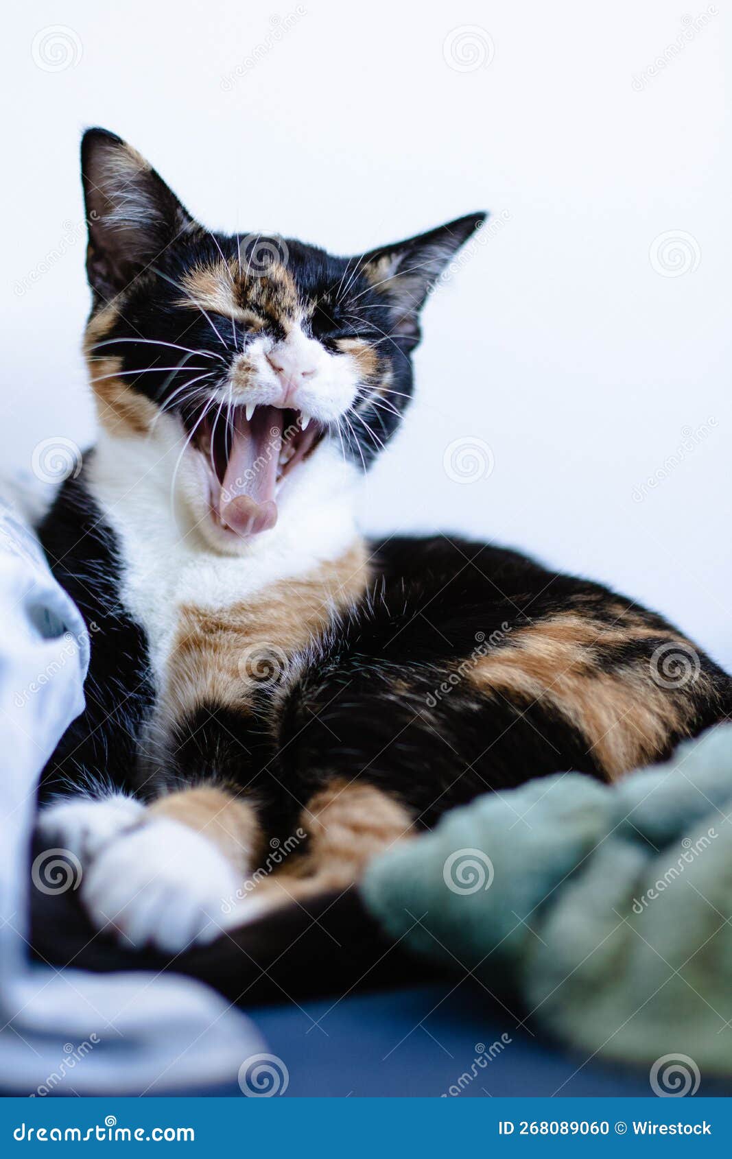 Angry Calico Cat Sitting at Home, Vertical Shot Stock Photo - Image of ...
