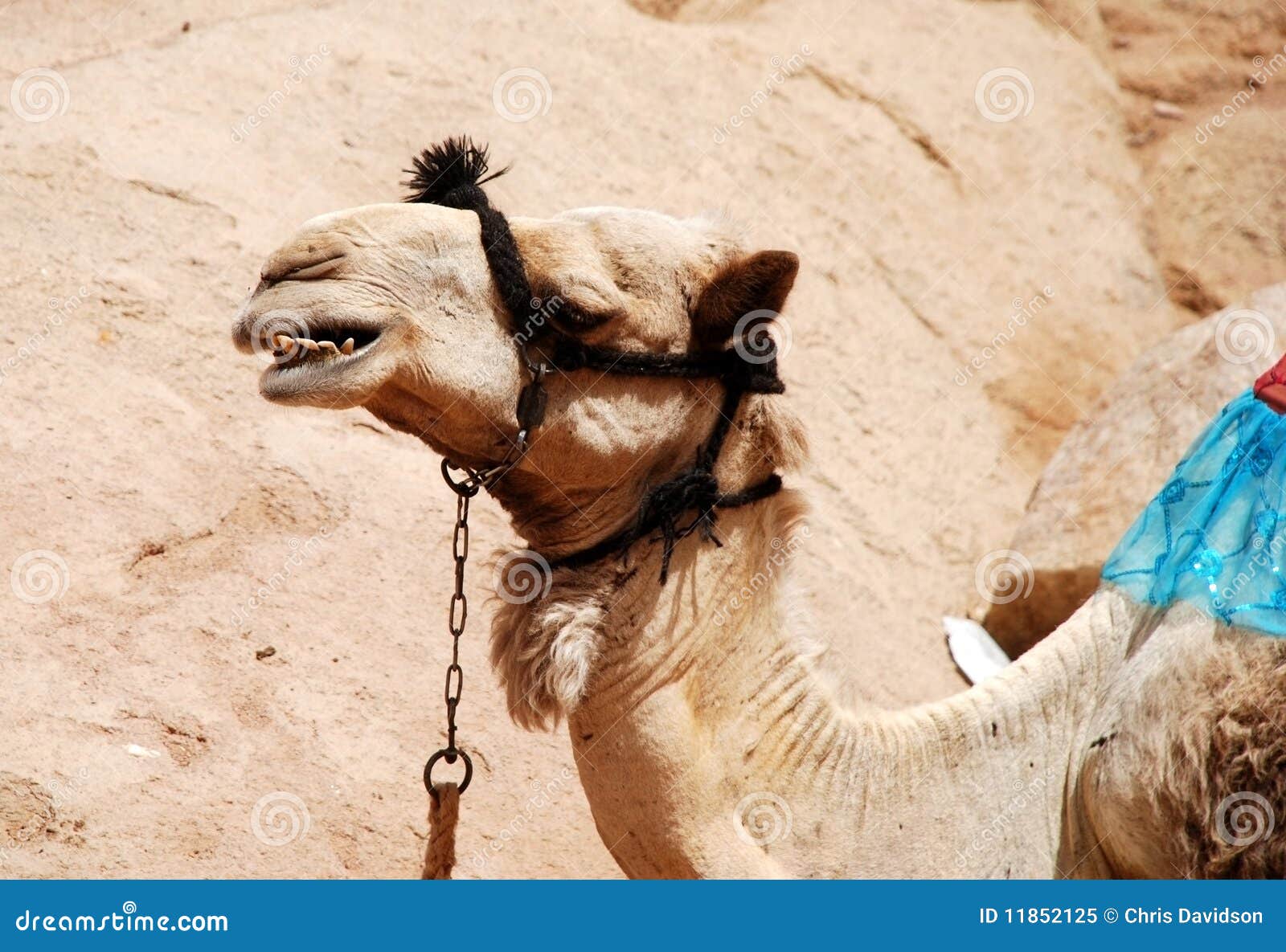 Angry Camel stock image. Image of angry, iconic, africa - 11852125