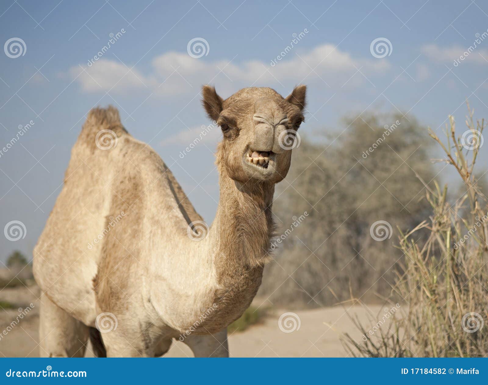 Angry camel stock photo. Image of head, grass, fauna - 17184582