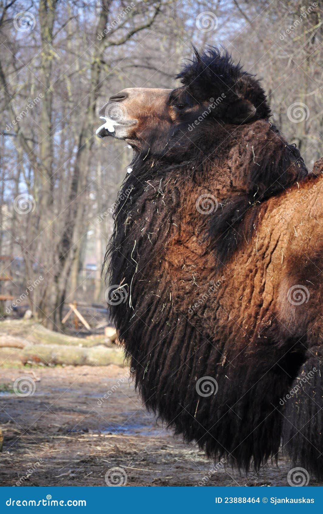 Angry camel stock photo. Image of mammal, wildlife, animal - 23888464