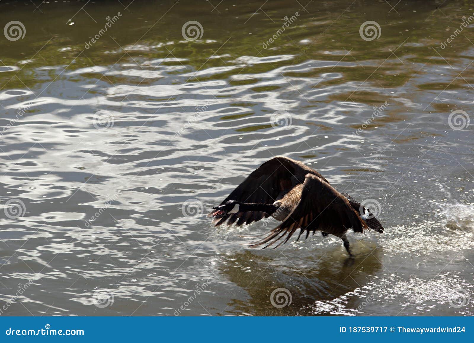 Angry Canada Goose in Flight Chasing Stock Image - Image of dispute ...