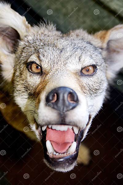 Angry canine stock photo. Image of hungry, hositilty, angry - 64464