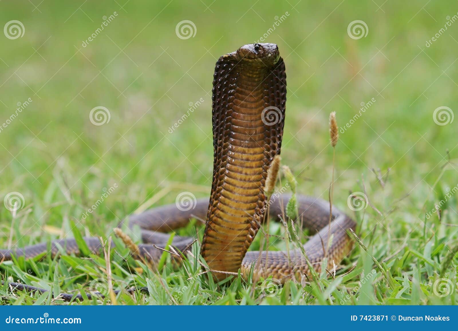 Angry Cape Cobra Snake stock image. Image of scales, nivea - 7423871
