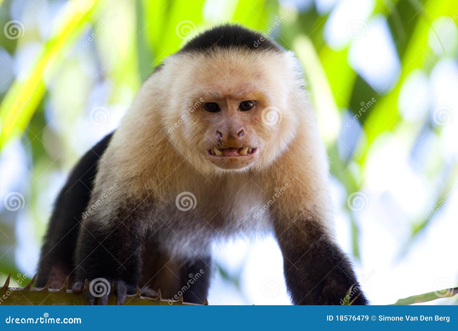 Angry capuchin monkey stock image. Image of white, cebus - 18576479