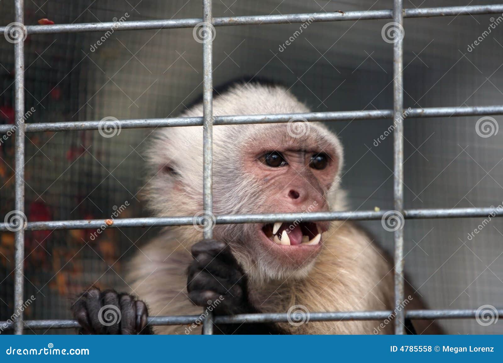 Angry Capuchin Monkey stock photo. Image of angry, animals - 4785558