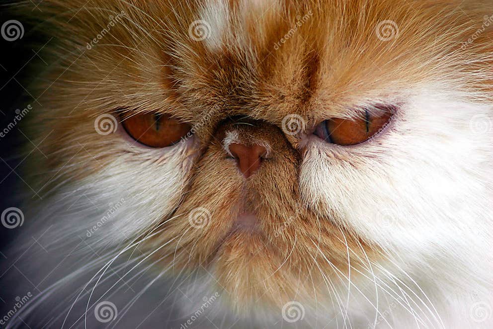 Angry Cat stock image. Image of feline, eyes, furry, stare - 10427405
