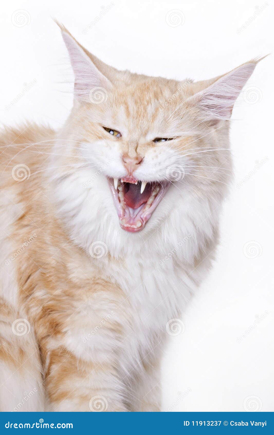 Angry cat stock image. Image of animal, hair, beautiful - 11913237