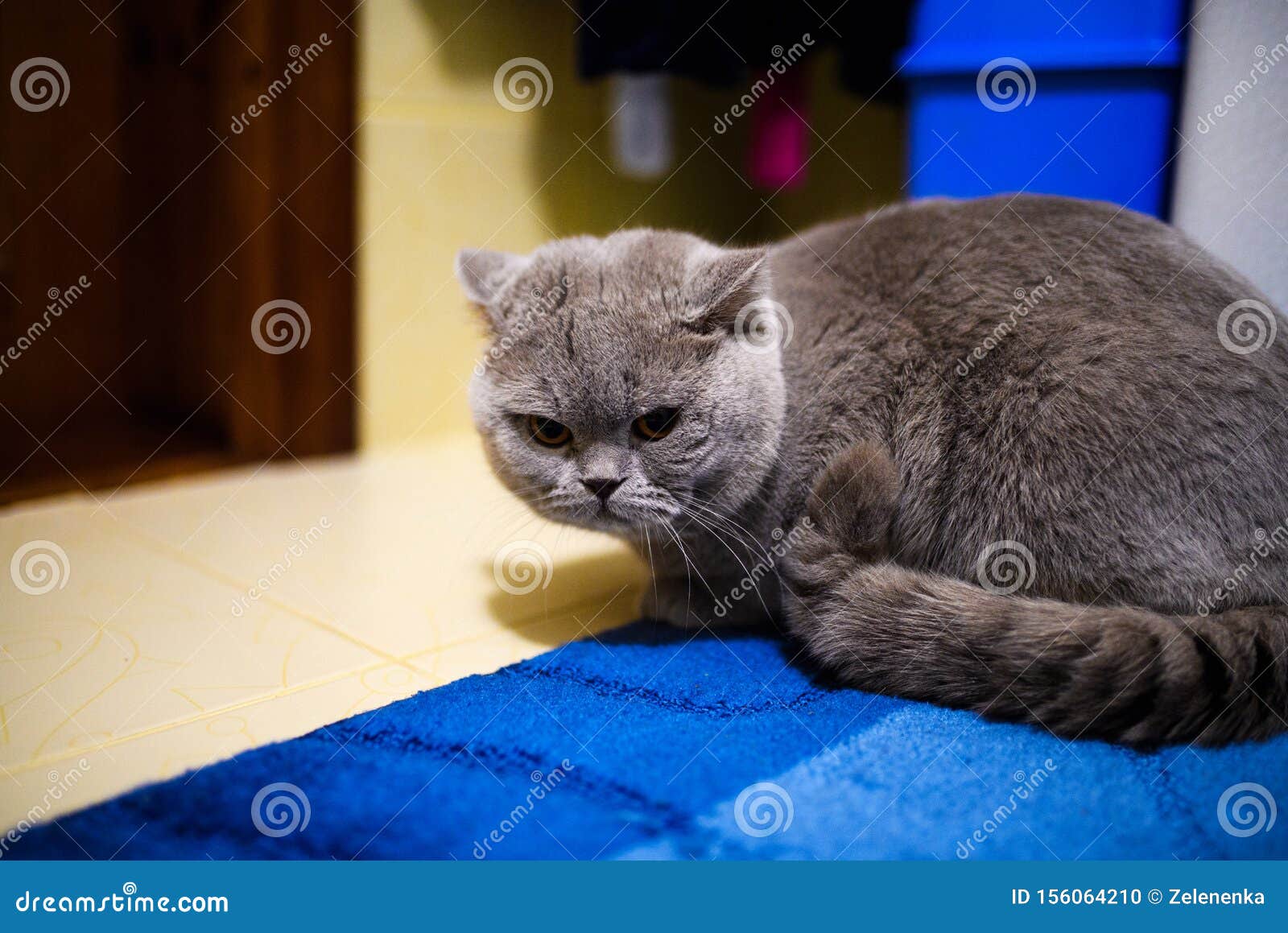 Angry cat stock photo. Image of head, furious, hissing - 156064210