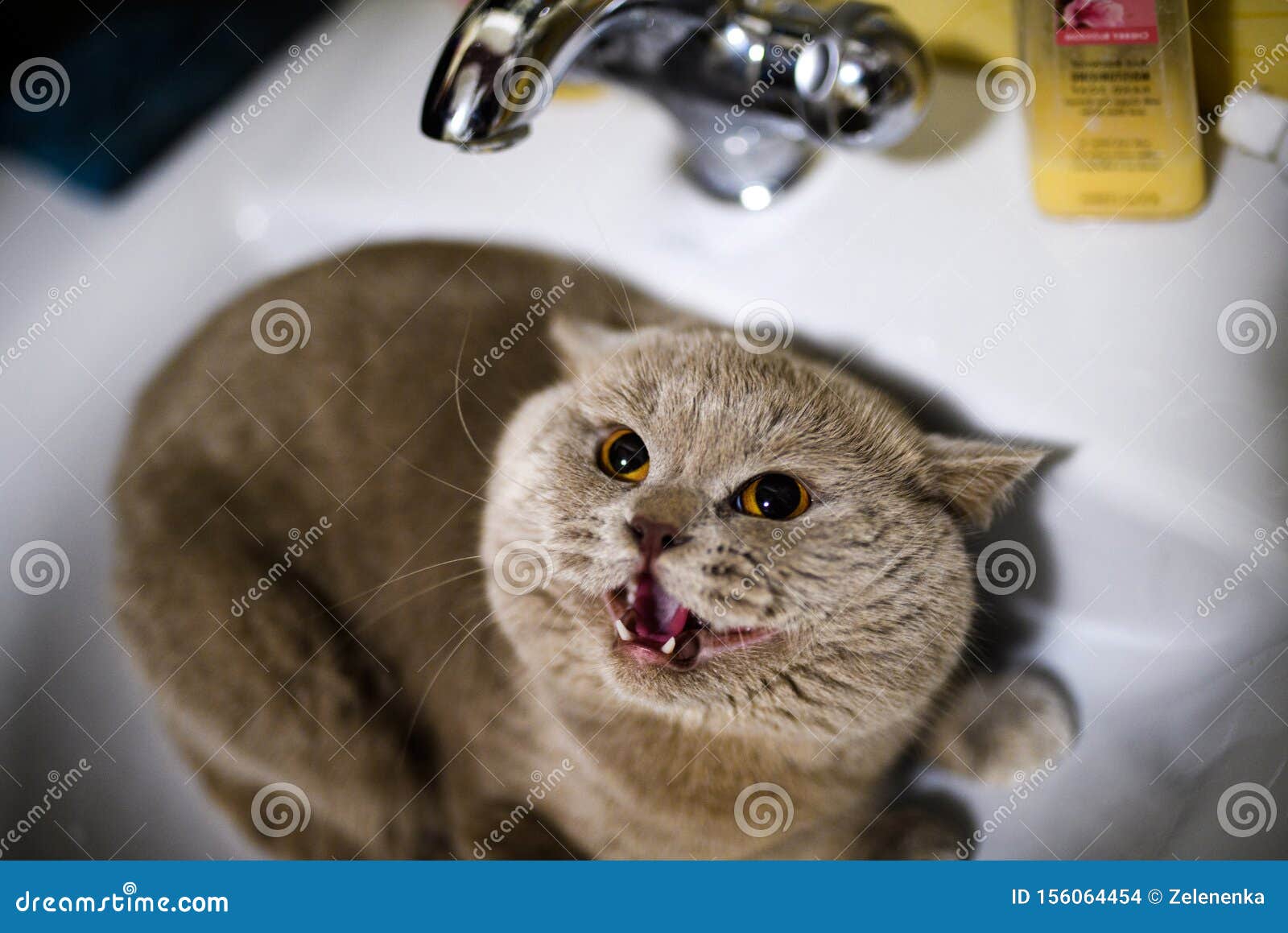 Angry cat stock photo. Image of domestic, face, furious - 156064454
