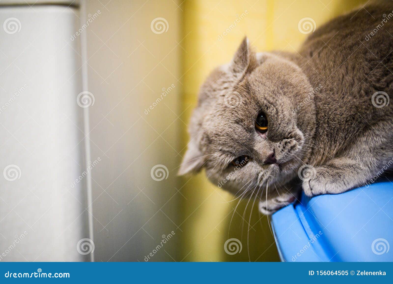 Angry cat stock image. Image of tabby, furious, cute - 156064505