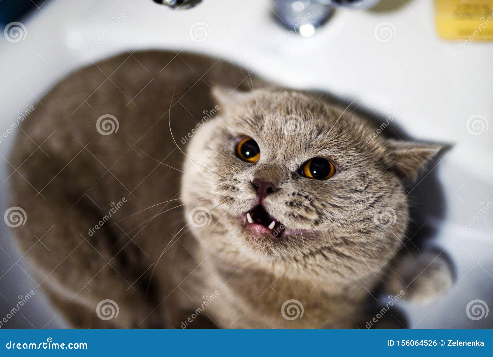Angry cat stock photo. Image of domestic, animal, head - 156064526