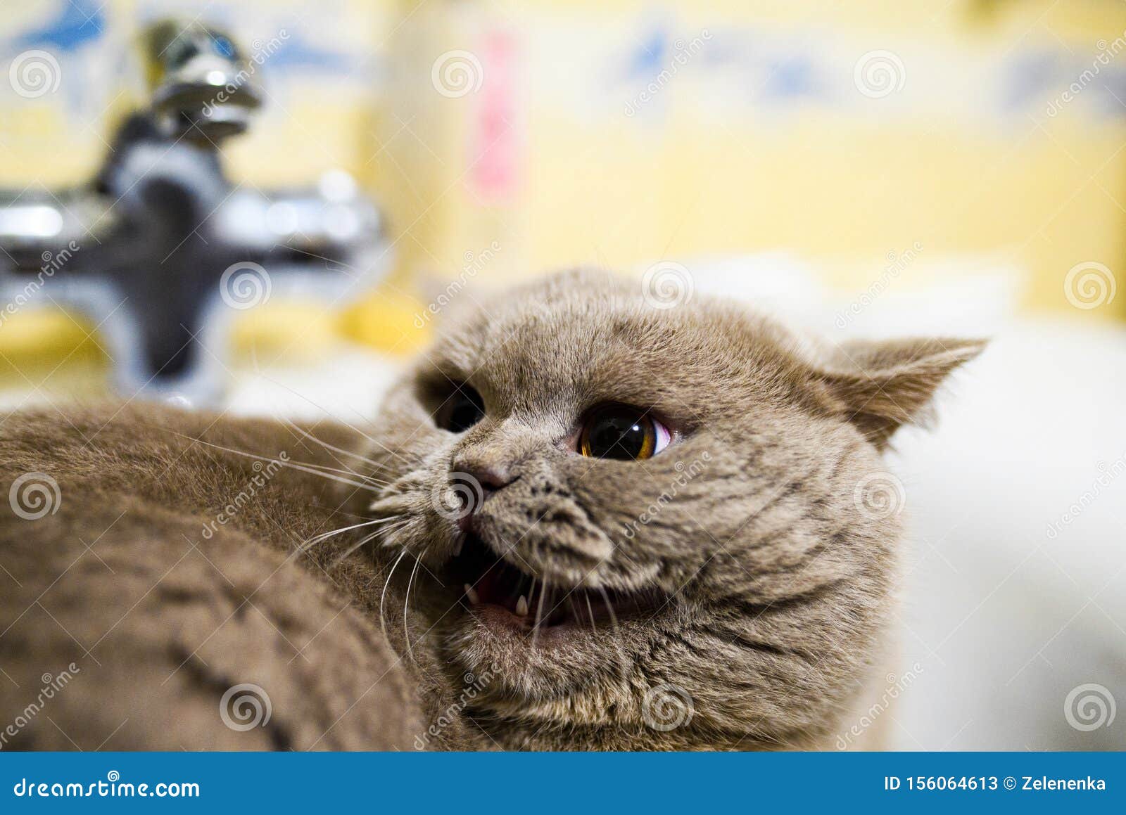 Angry cat stock image. Image of furry, scared, background - 156064613