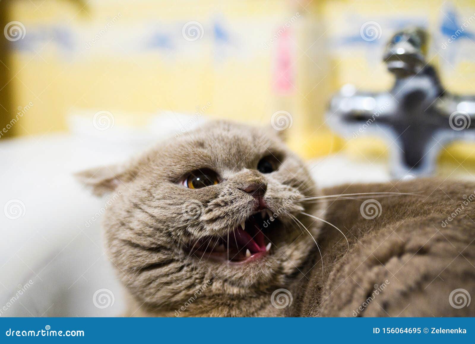 Angry cat stock image. Image of face, tabby, feline - 156064695