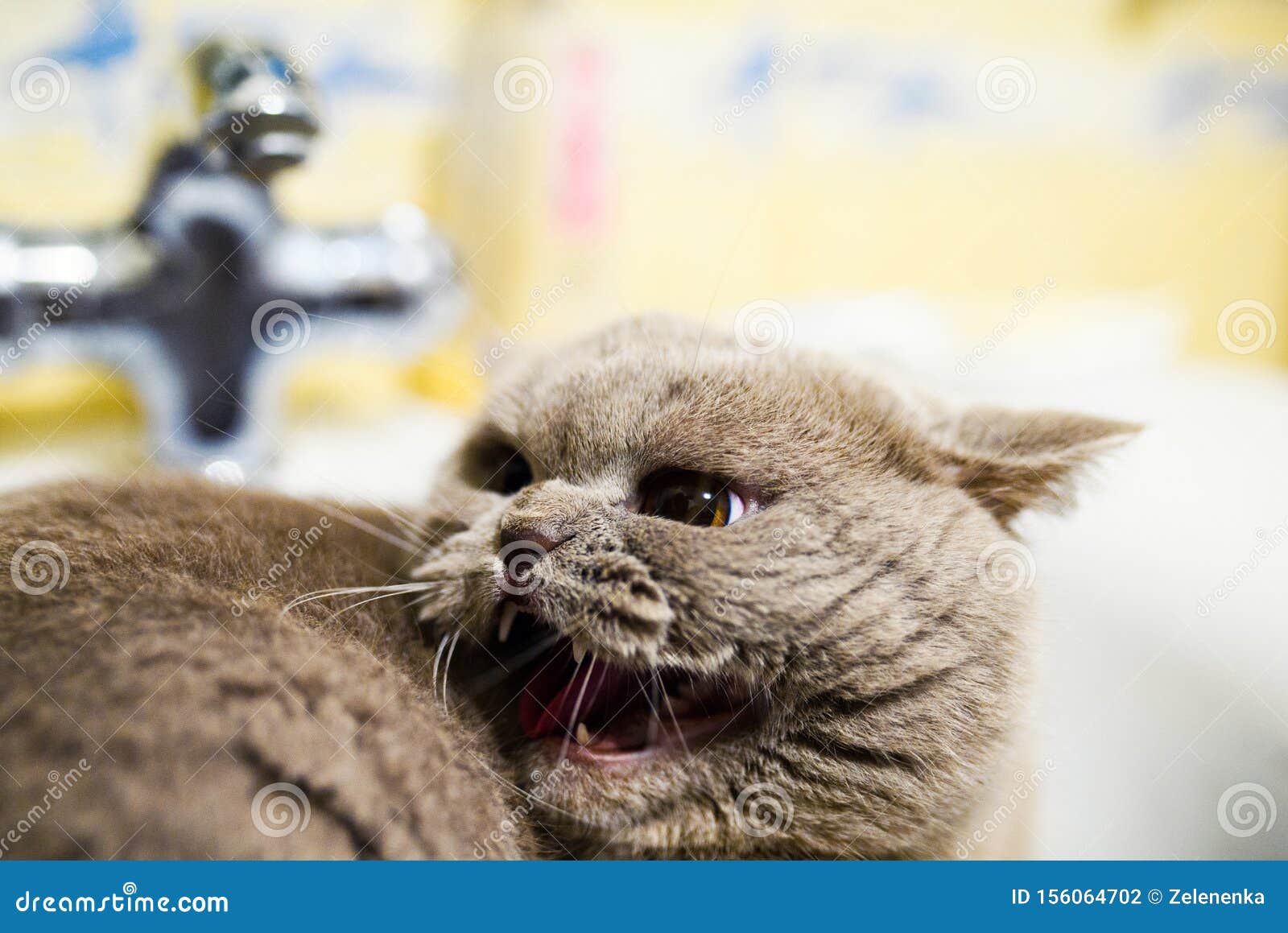 Angry cat stock photo. Image of adorable, aggressive - 156064702