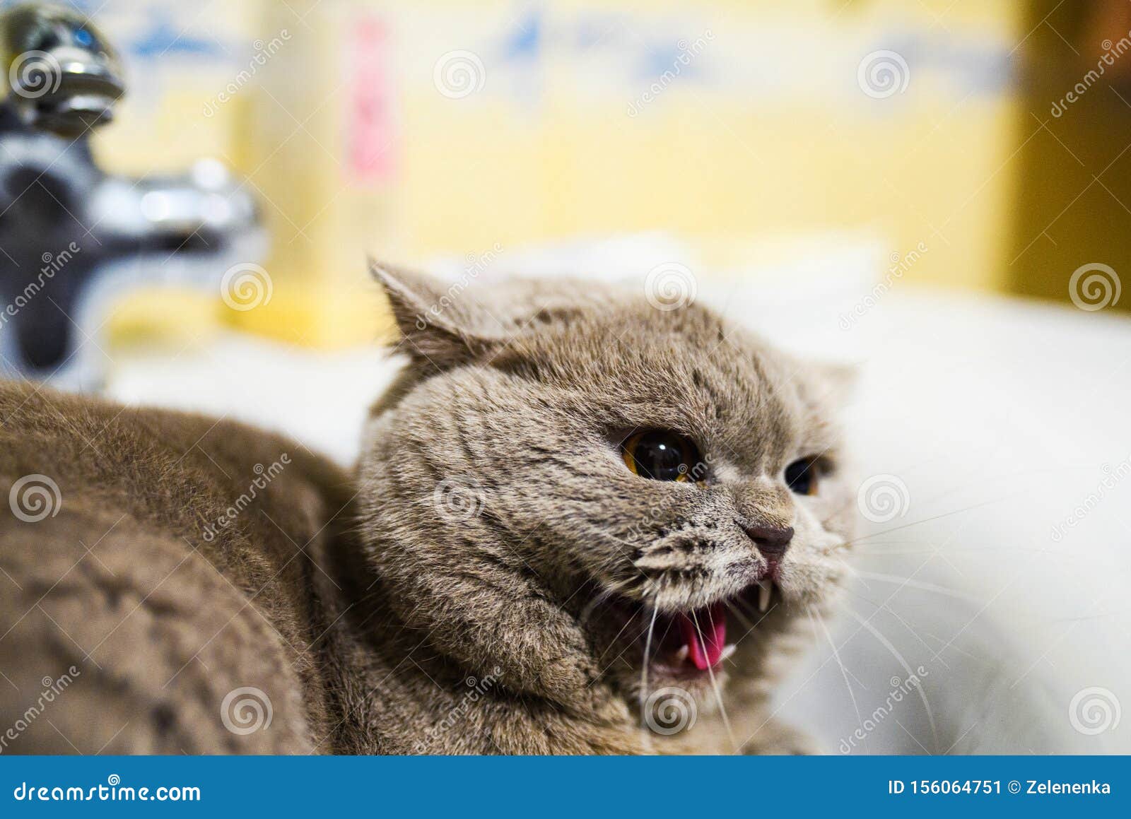Angry cat stock image. Image of tabby, teeth, hissing - 156064751