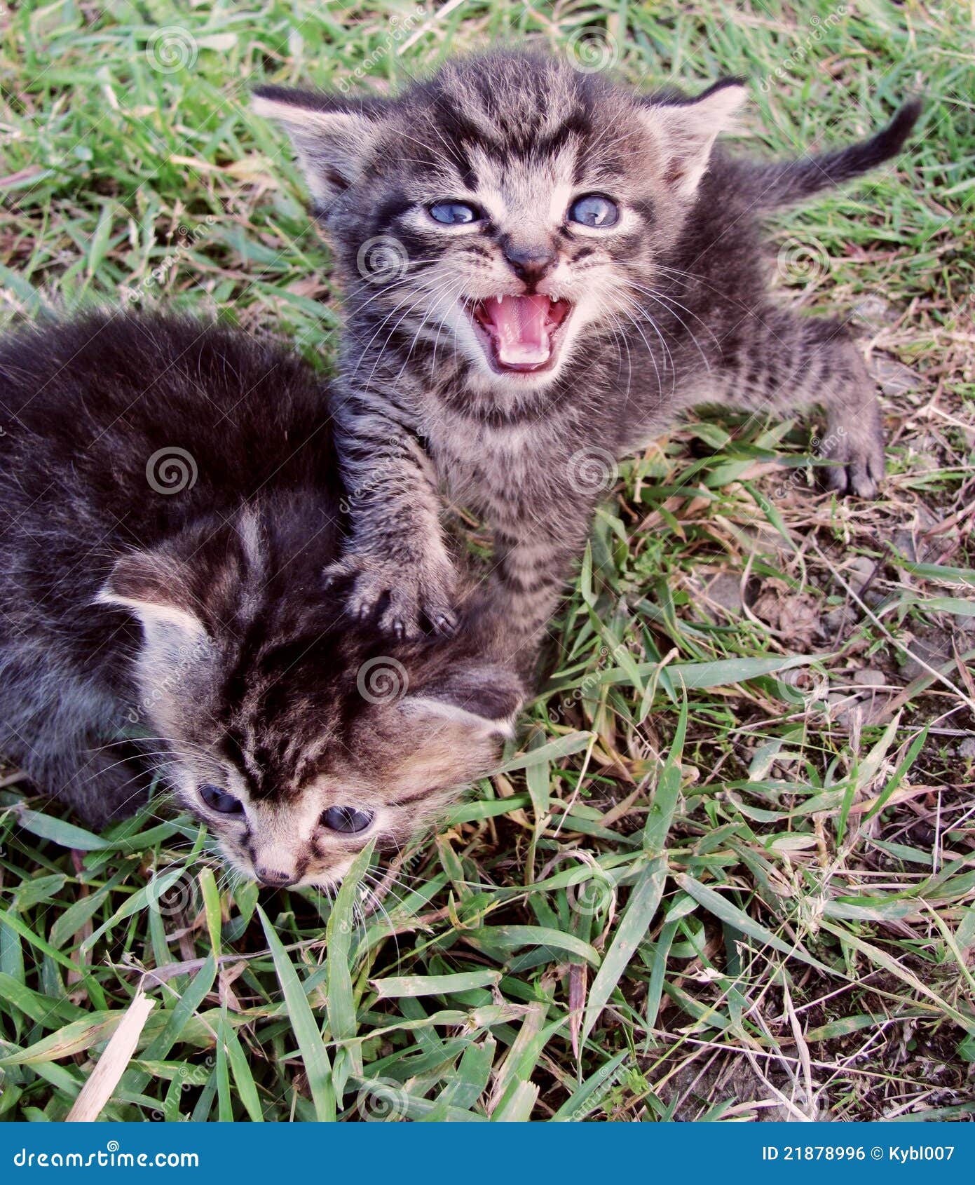 Angry cat stock photo. Image of detail, angry, looking - 21878996