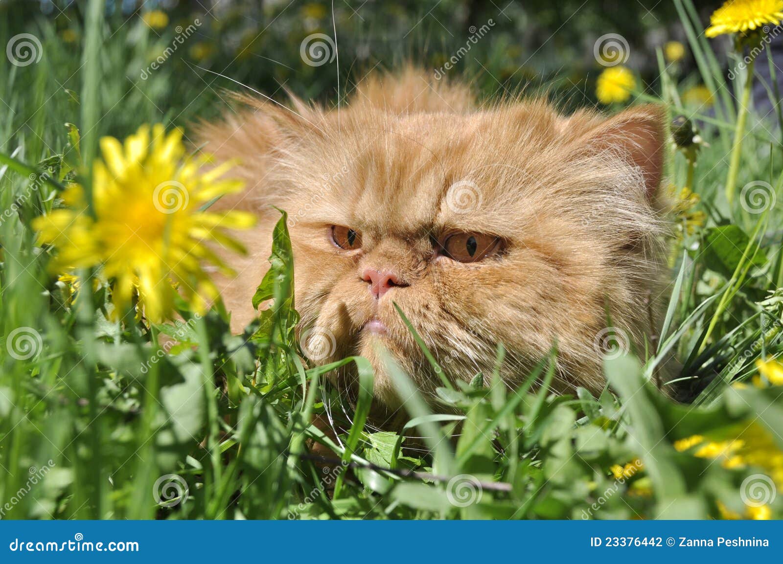 Angry Dandelion Stock Photos - Free & Royalty-Free Stock Photos from ...