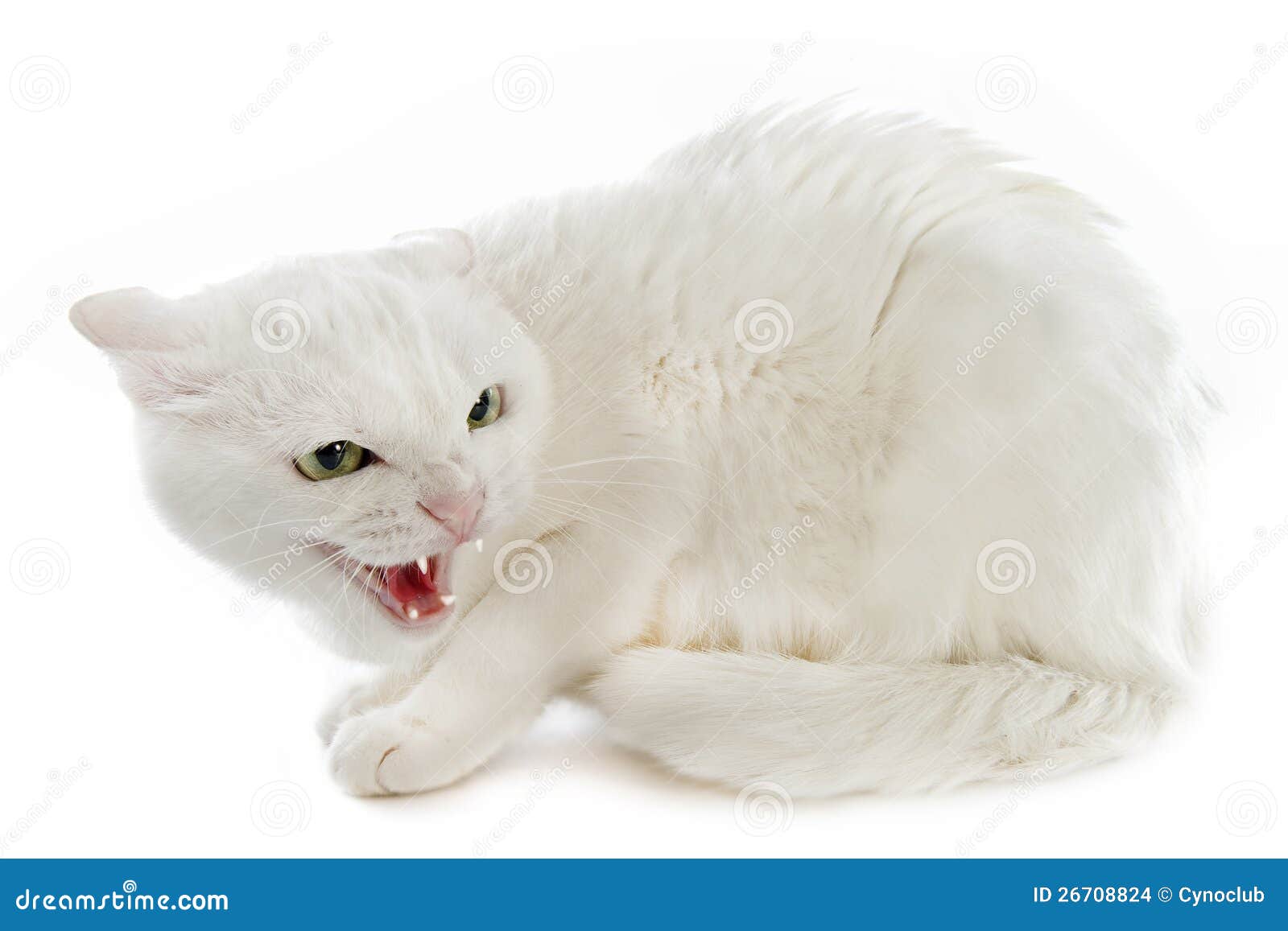 Angry cat stock photo. Image of alertness, afraid, background - 26708824
