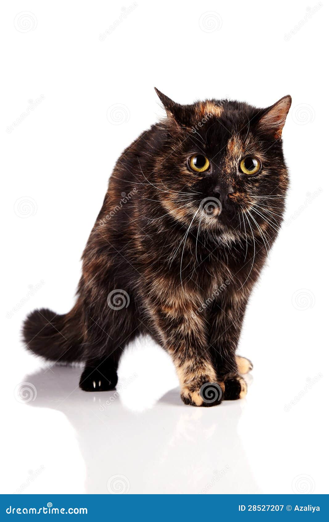 Angry cat stock image. Image of pets, young, tabby, purebred - 28527207