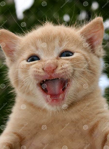 Angry cat stock photo. Image of outdoor, animal, angry - 375748