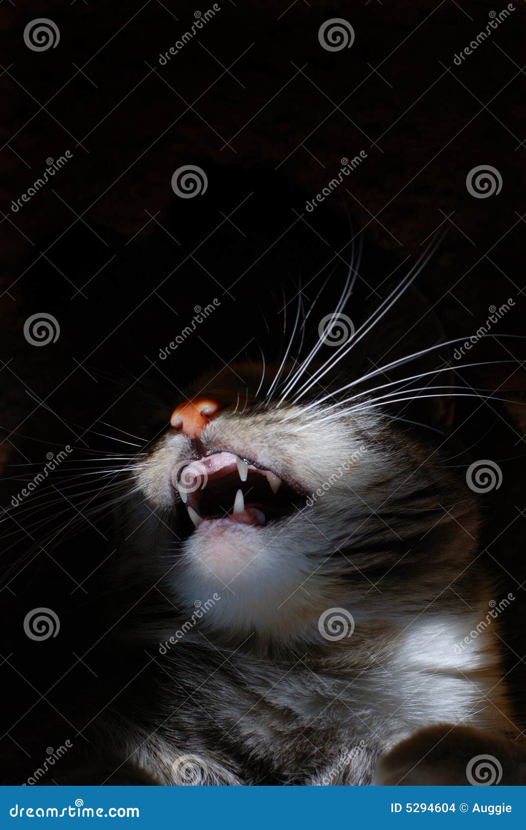 Angry cat stock photo. Image of night, danger, irritation - 5294604