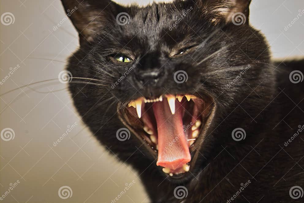 Angry Cat stock image. Image of mammal, dangerous, domestic - 5345711