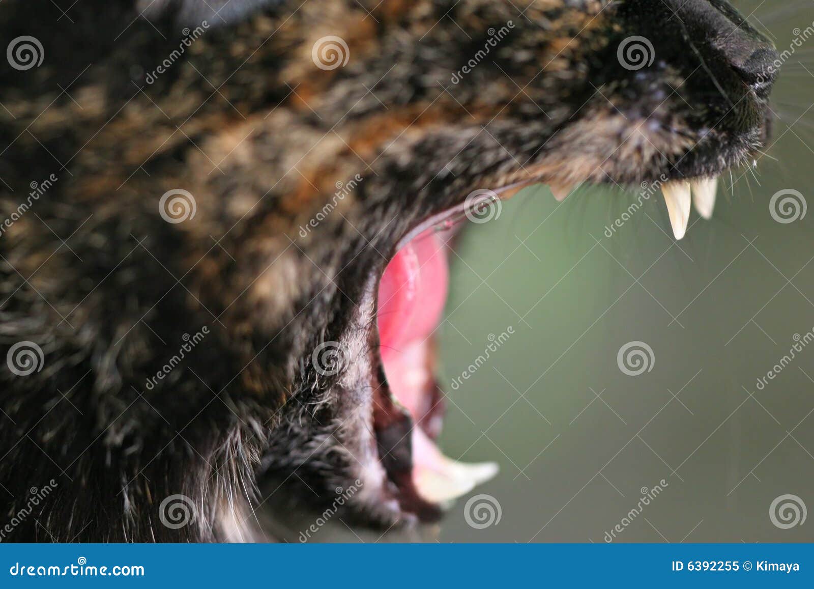 Angry Cats Are Isolated On A White Background. Cat`s Teeth. Cat`s Grin ...