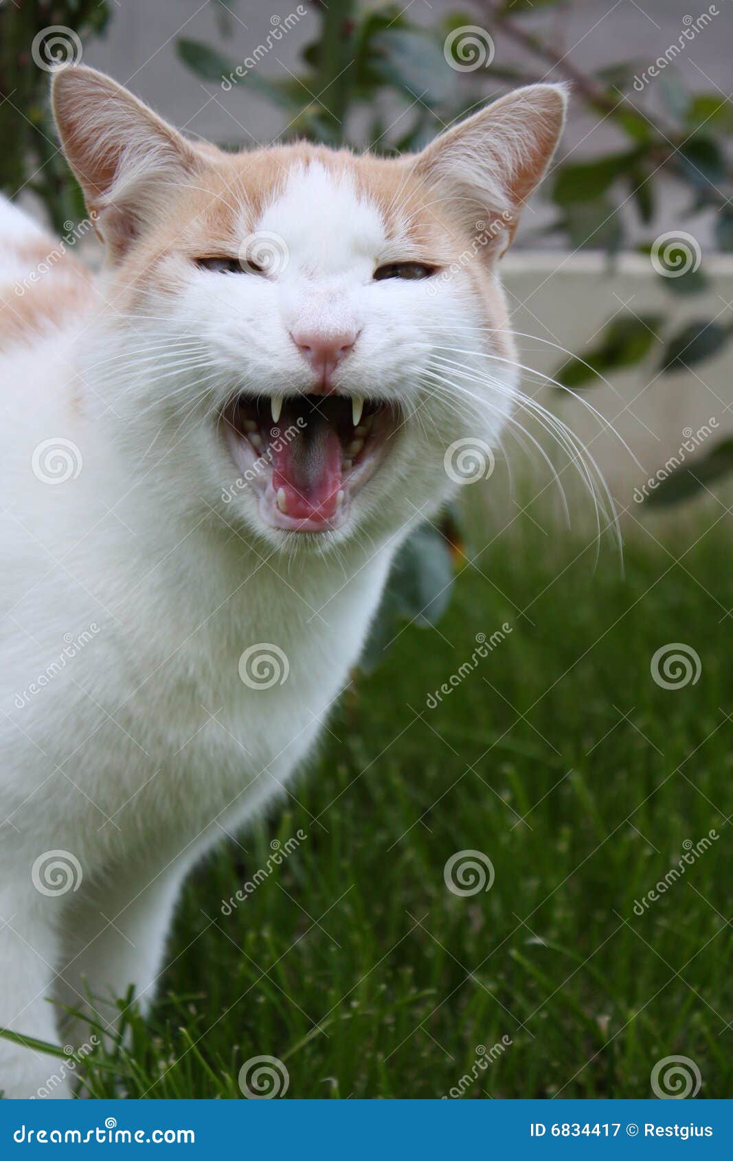 Angry cat stock image. Image of aggressiveness, animals - 6834417