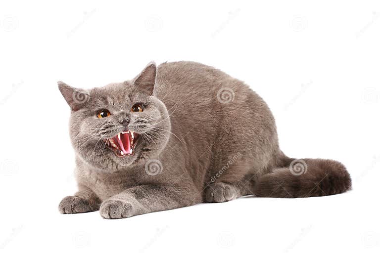 Angry cat stock photo. Image of charming, beautiful, cuddly - 7023114