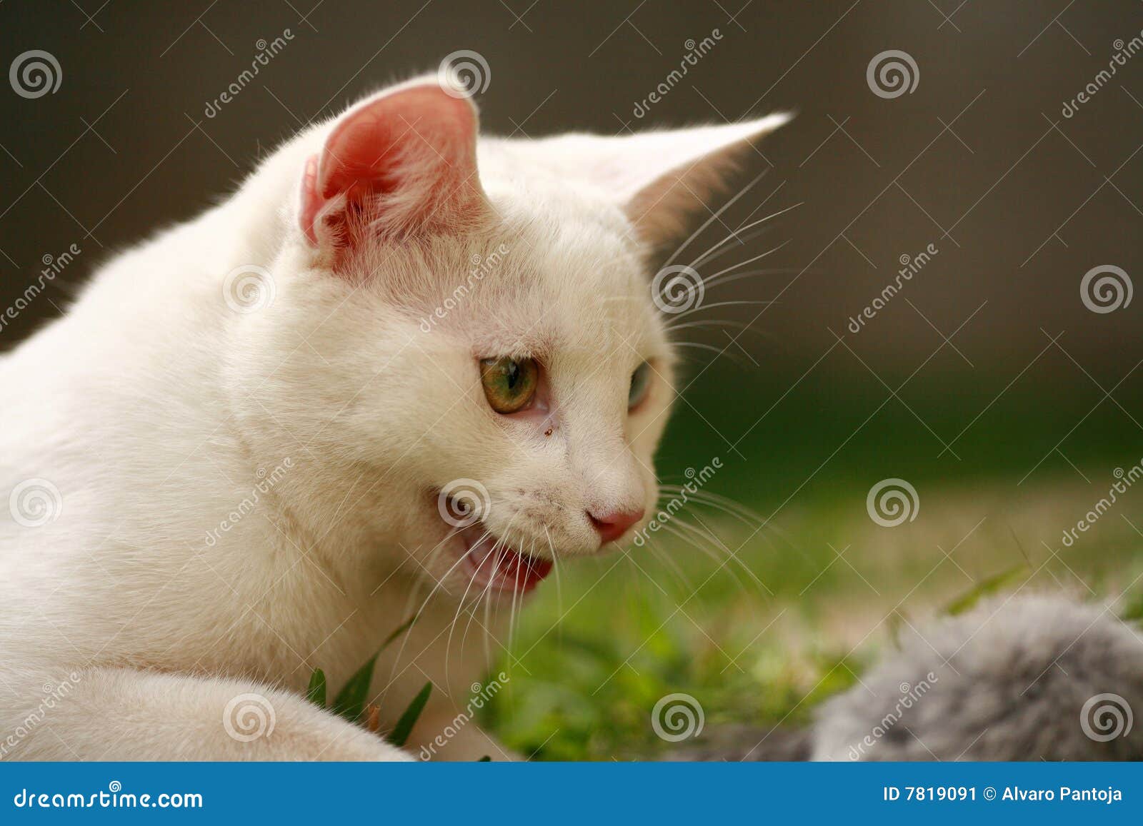 Angry Cat stock image. Image of enraged, catus, anger - 7819091