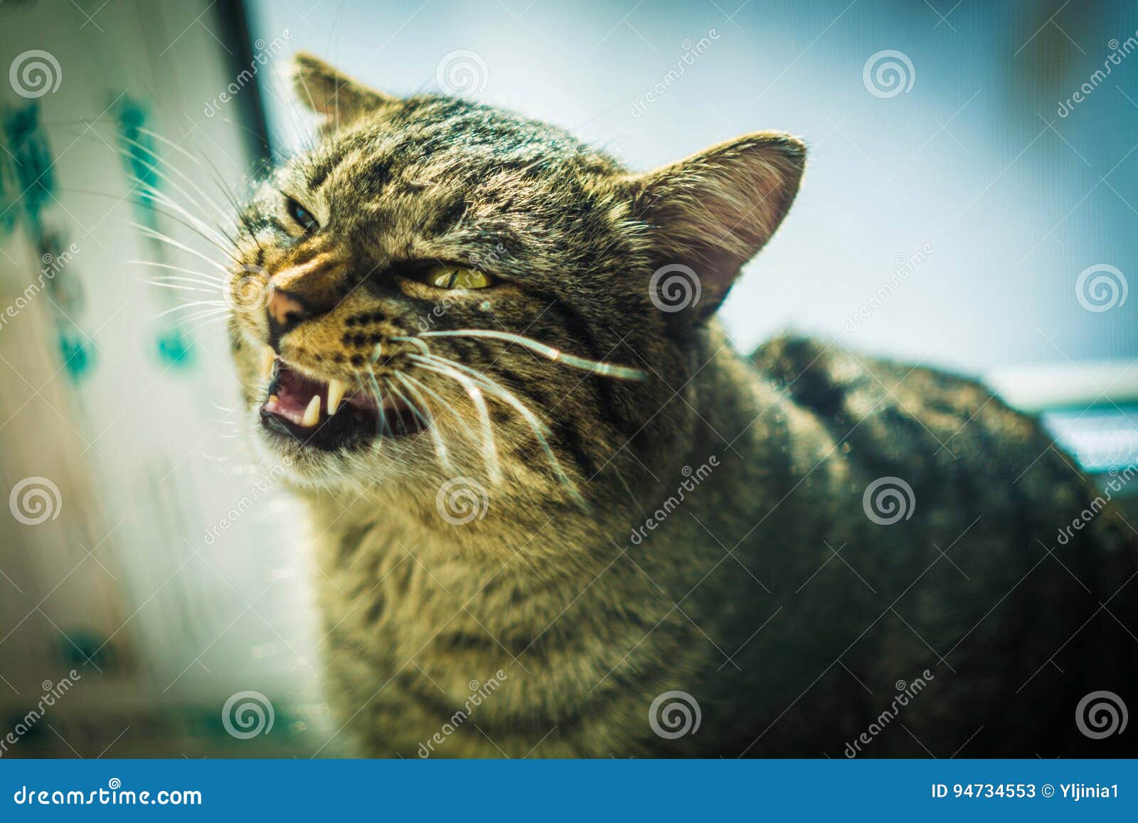Angry cat stock image. Image of wildlife, travel, traveller - 94734553