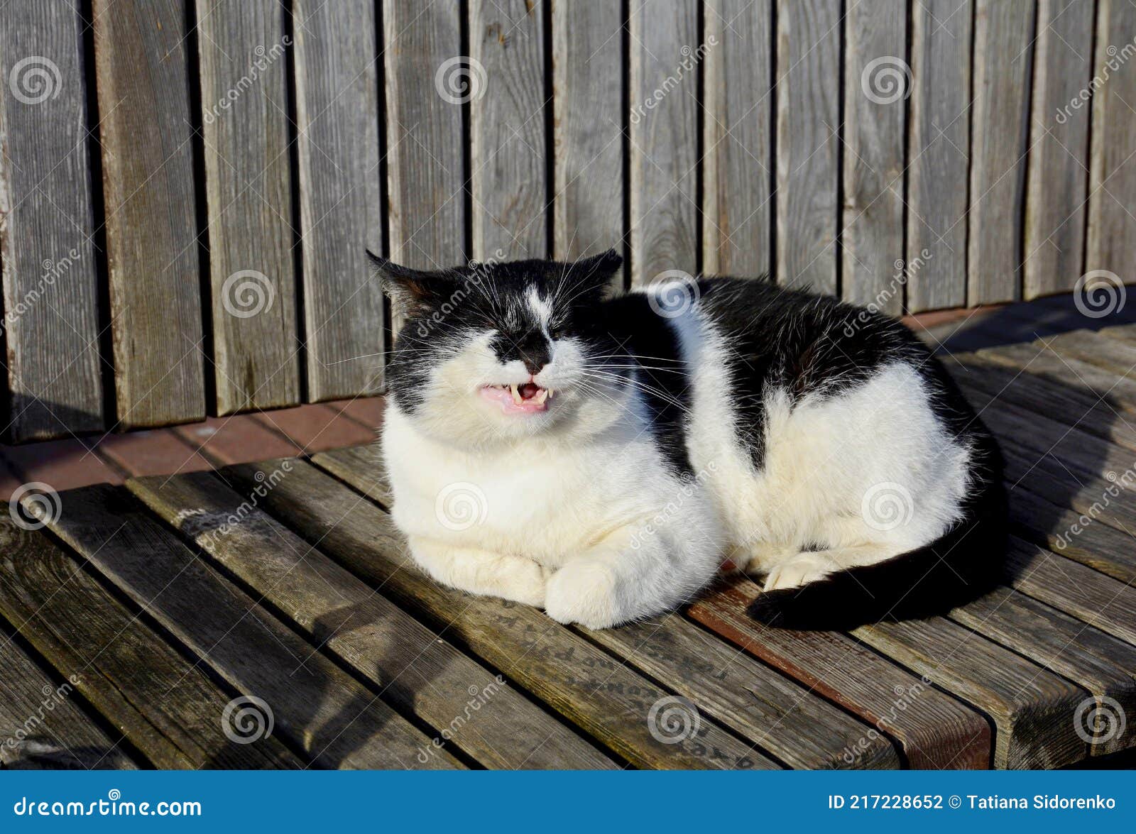 Angry Cat. an Abandoned Cat Sits on a Bench Stock Photo - Image of body ...