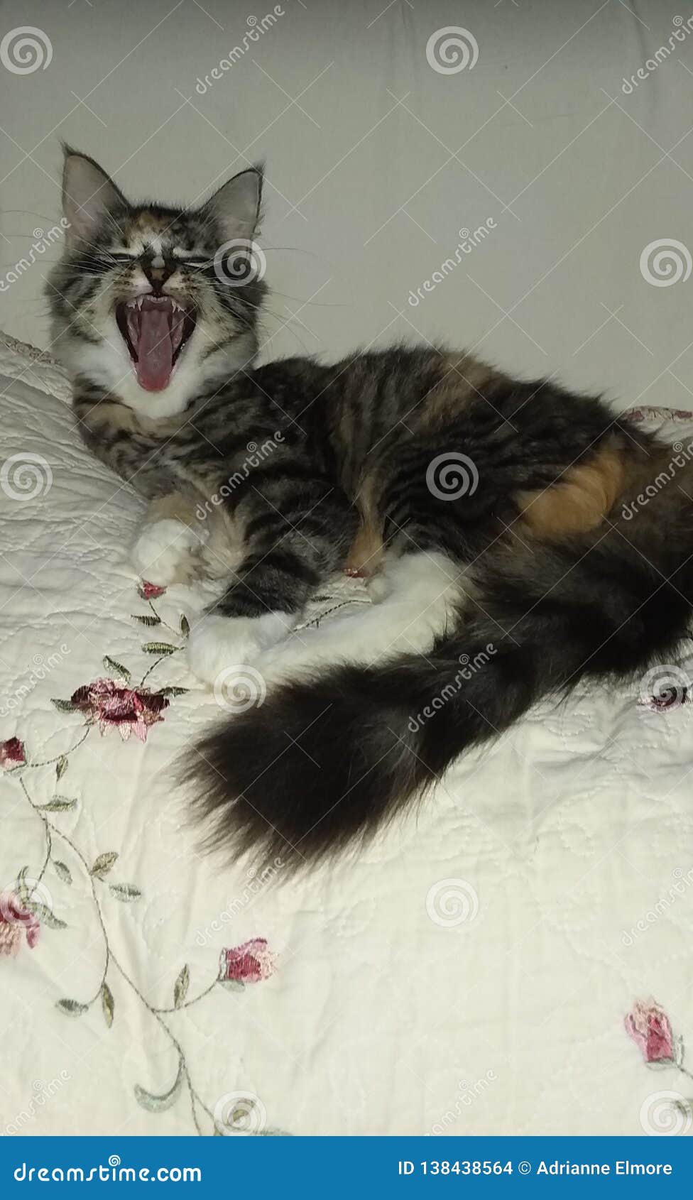 Angry Cat stock photo. Image of angry, accually, sleepy - 138438564