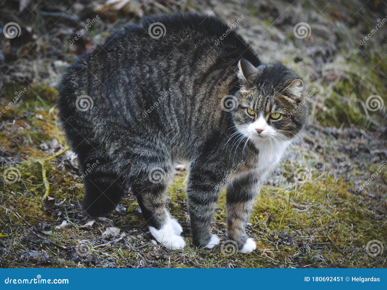 Angry cat stock image. Image of meadow, dark, morning - 180692451