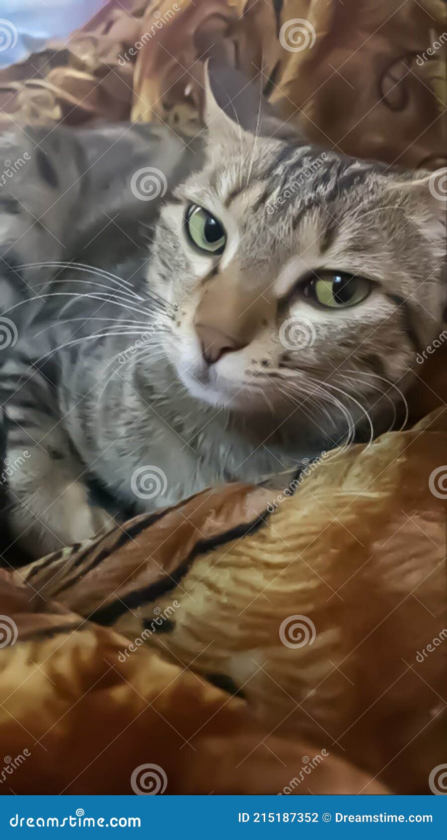 Angry cat in the bed stock photo. Image of wildlife - 215187352