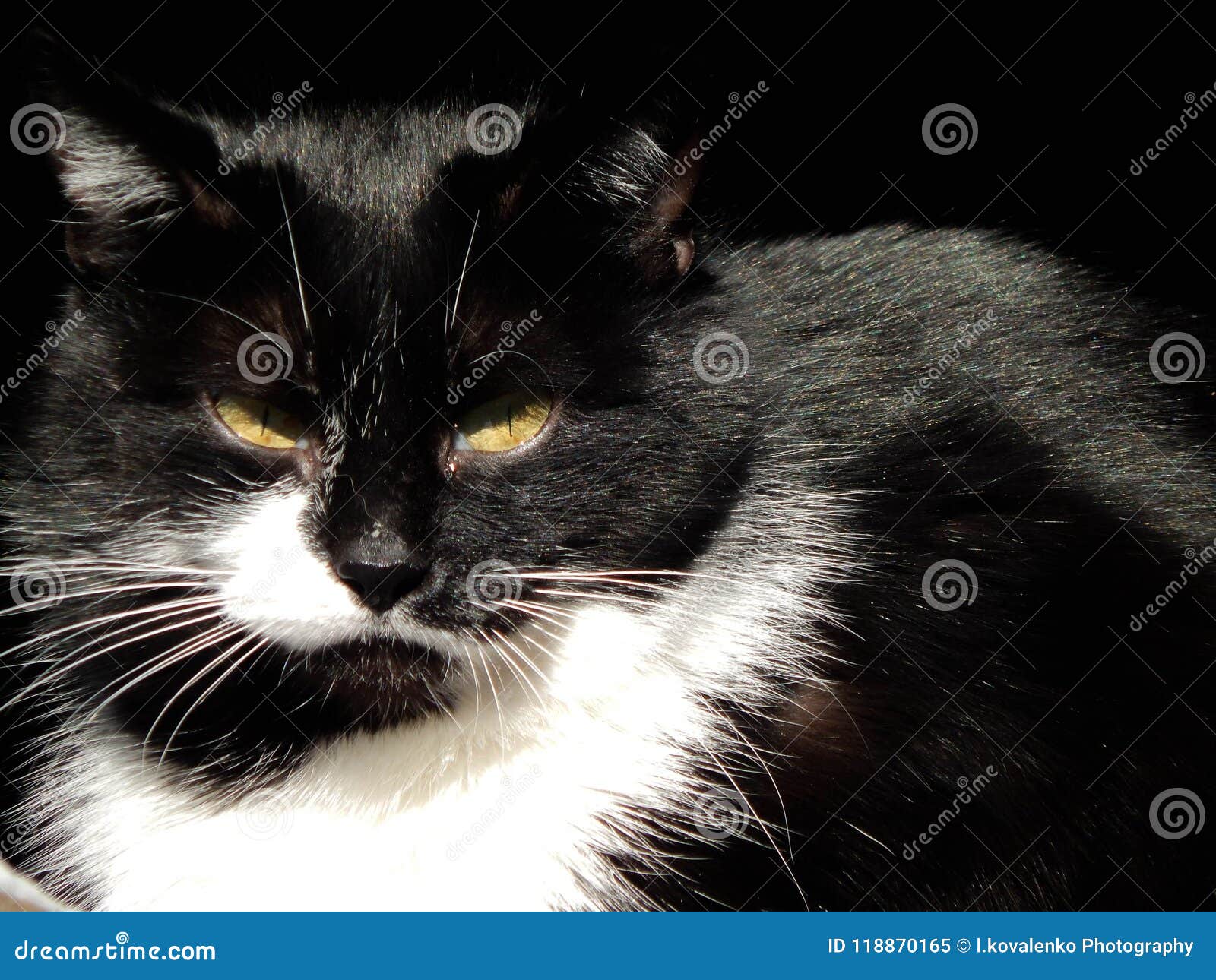 Angry cat stock image. Image of black, animals, eyes - 118870165