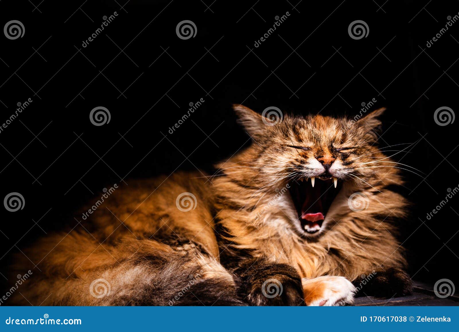 Angry Cat on Black Background Stock Photo - Image of danger, domestic ...