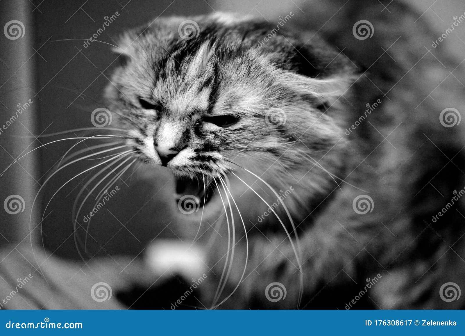 Angry Cat on Black Background Stock Image - Image of furry, hissing ...